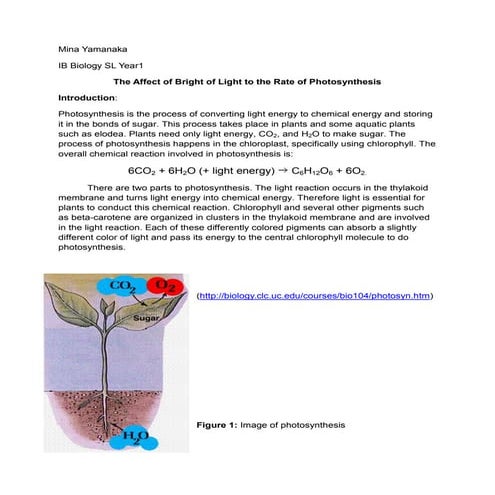 Correlation between brightness of light and photosynthesis lab | DOCX