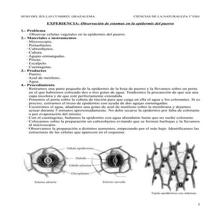 Observación de estomas en la epidermis del puerro | ODT