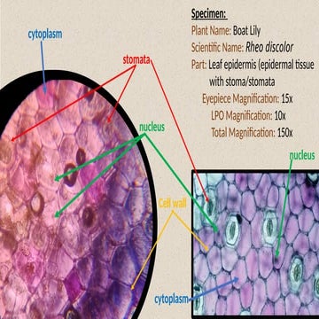 observing plant cells presentation by g7 | PPT