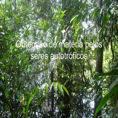 Obtenção de Matéria Seres autotróficos | PPT