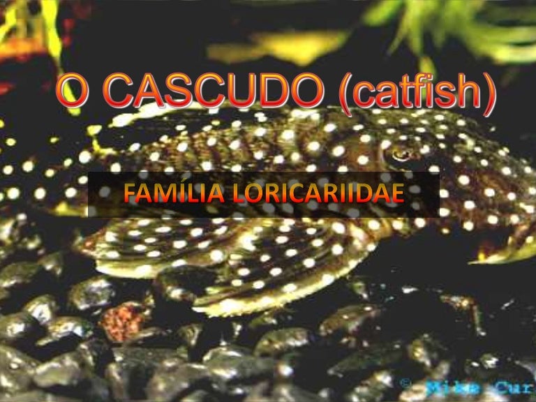 O cascudo (catfish)