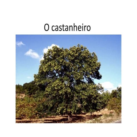 O castanheiro | PPTX