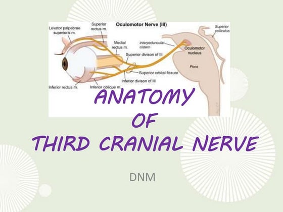Oculomotor Nerve Anatomy Illustrations And Diagrams Of The 12 Pairs Of