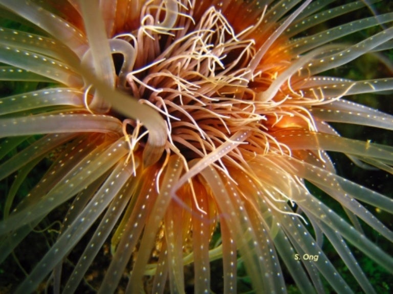 Ocean Wildlife ocean-wildlife