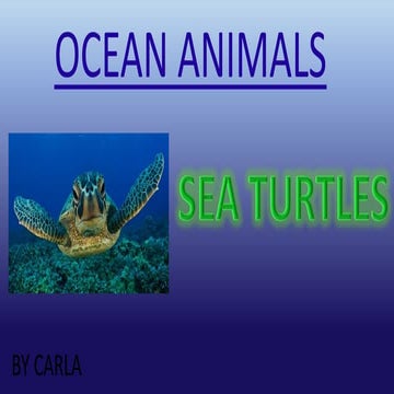 Ocean Animals: Turtles, by Daniela (5th B) | PPTX
