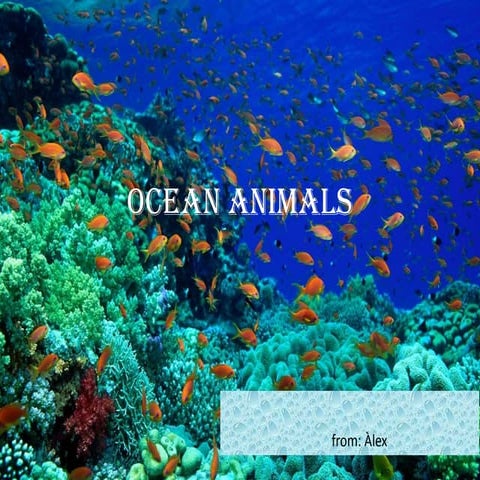 Ocean animals (2) | PPTX | Zoos & Aquariums | Attractions