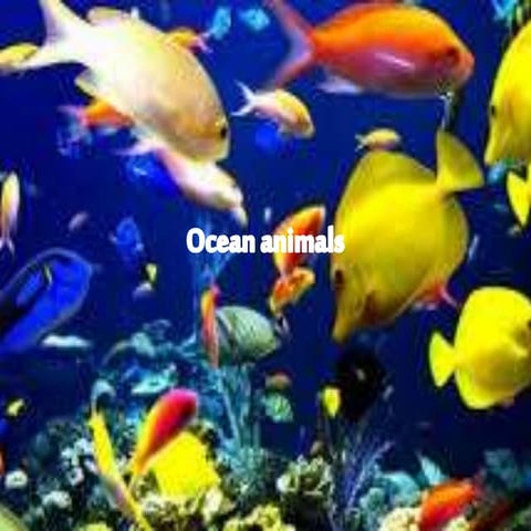 Ocean animals - 3 | PPT