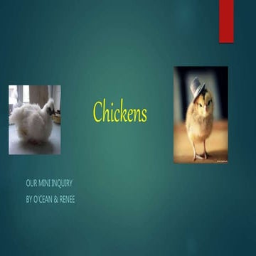 Ocean chicken | PPTX