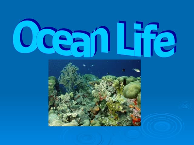 The Ocean Life