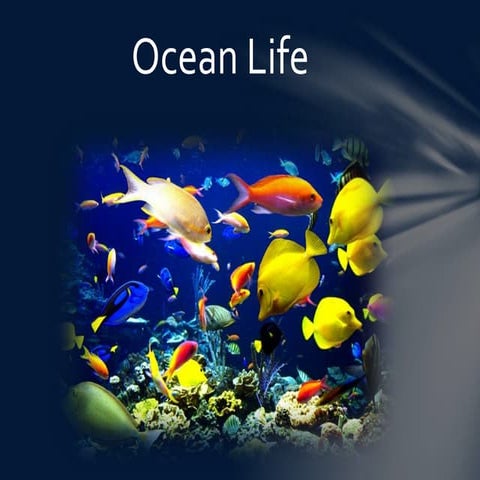 Ocean life | PPT