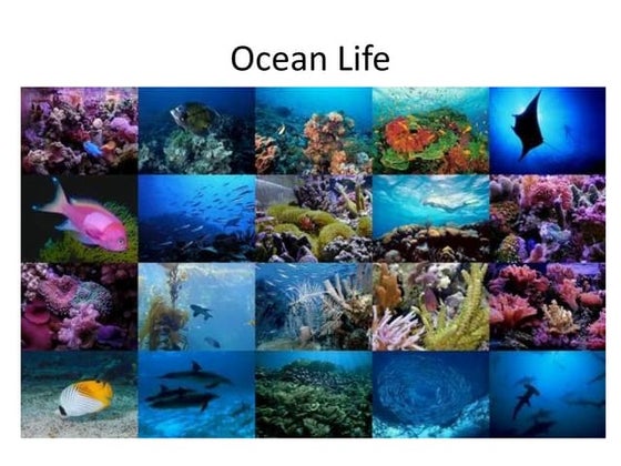 Ocean Zones and Marine Ecosystems Notes | PPT
