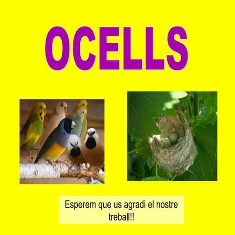 Ocells | PPT