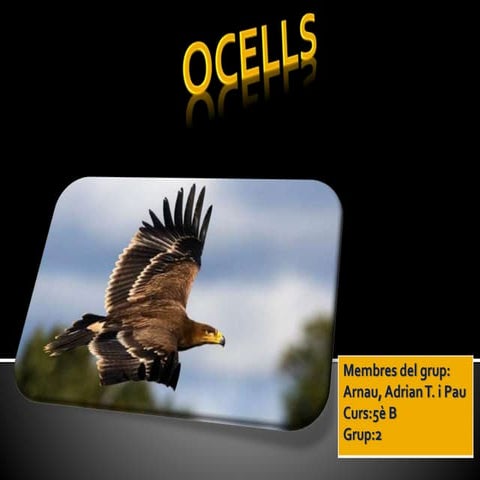 Ocells 5è B | PPTX