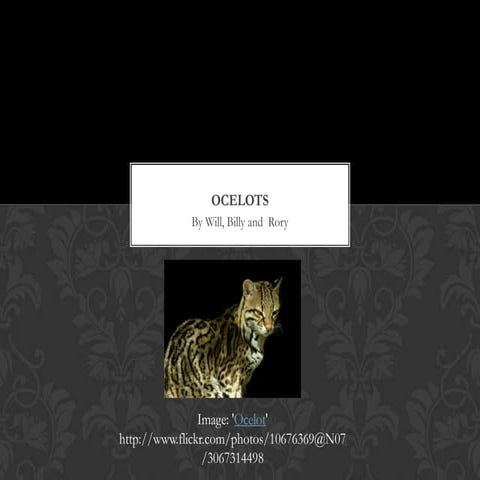 Ocelots | PPTX | Cats | Pets