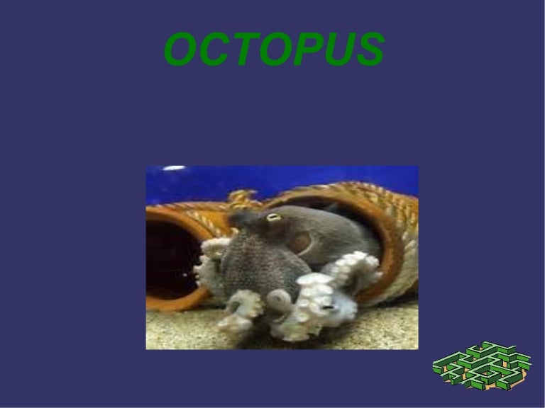 Octopus ESL Primary School Presentation octopus-esl-primary-school-presentation