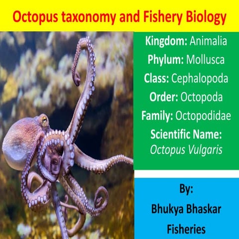 Octopus Circulatory System