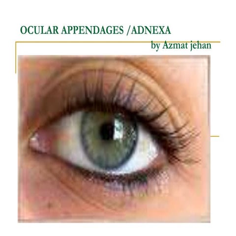 OCULAR APPENDAGES.ocular anatomy in very easy way | PPT