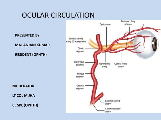 Blood supply of the eye | PPTX | Eye and Vision Conditions | Diseases ...