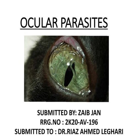 OCULAR PARASITE | PPTX