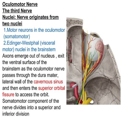 Oculomotor Nerve | PPT