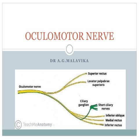 oculomotor nerve.pptx