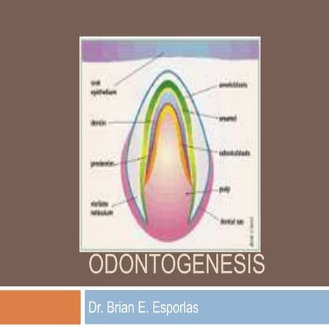 Odontogenesis | PPTX