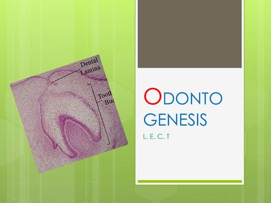 Development of the tongue | PPT | Ear, Nose and Throat Conditions ...