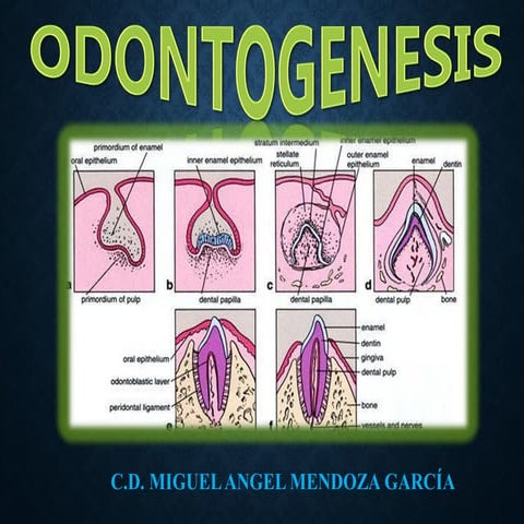 ODONTOGENESIS 1ra Parte (1).pdf
