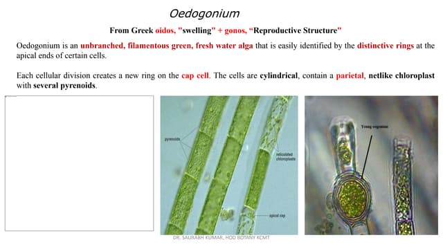 Ectocarpus Pptx