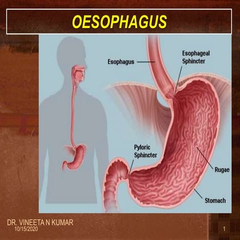 Oesophagus by dr. vineeta | PPT