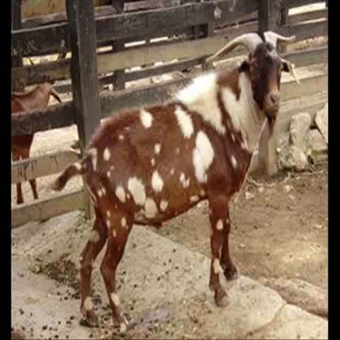 Oestrus Ovis | PPTX