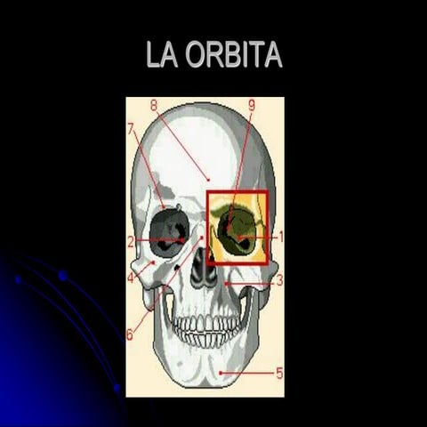 Oft clase 2 la orbita | PDF