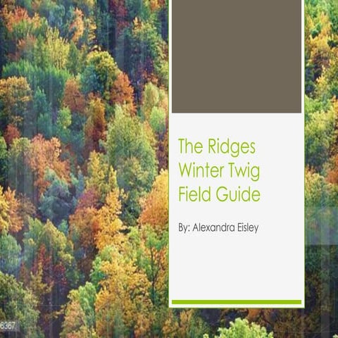 boo boo Ohio tree field guide | PDF