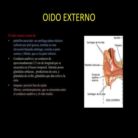 Oido anatomía y fisiología del desarrollo.pptx