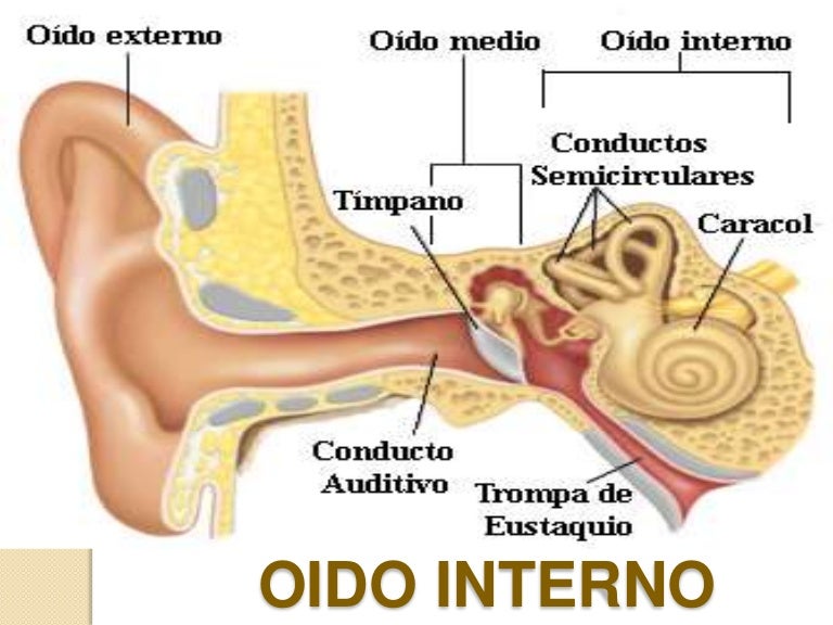 Oído interno
