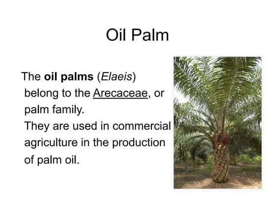 Cultivation of oil palm | PPT
