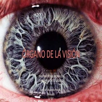 Ojo. Anatomía | PPTX