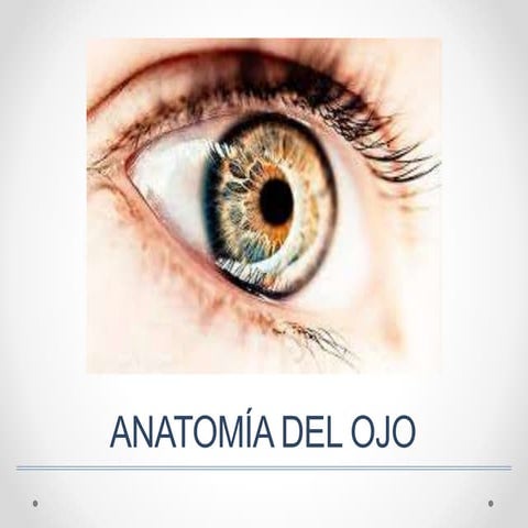 Ojo Anatomia Basica Pptx