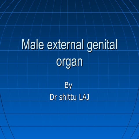 Anatomy of male external genitalia | PPT