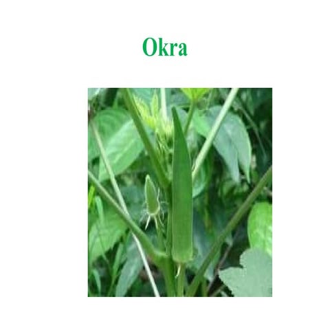 CULTIVATION OF OKRA , PRODUCTION TECHNOLOGY OF OKRA , | PPTX