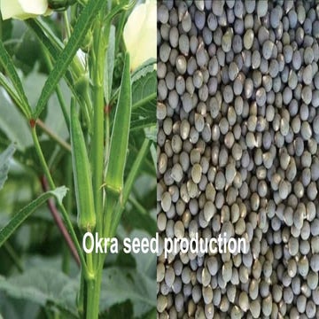 CULTIVATION OF OKRA , PRODUCTION TECHNOLOGY OF OKRA , | PPTX