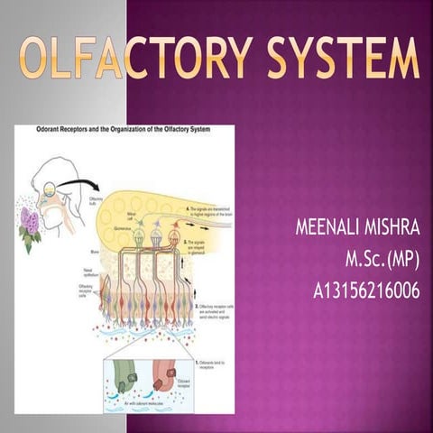 Olfactory system and functioning in human | PPTX