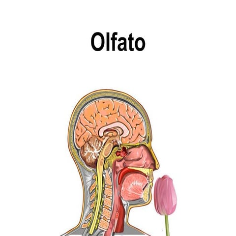 olfato | PPT