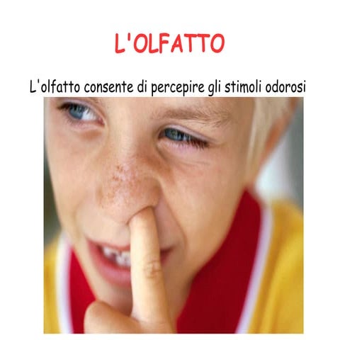 Olfatto | PDF