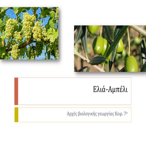 Ελιά - Αμπέλι | PDF