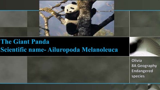 Giant panda! | PPTX | Large Animals | Pets