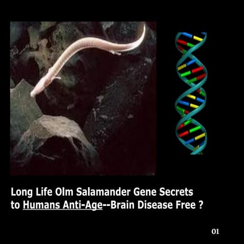 Salamander Long Life Gene Secrets_Anti-Aging Tech Intervention | PPT