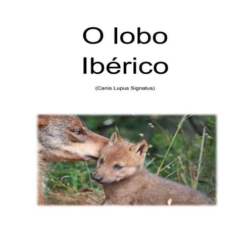 O lobo iberico | DOCX | Zoos & Aquariums | Attractions