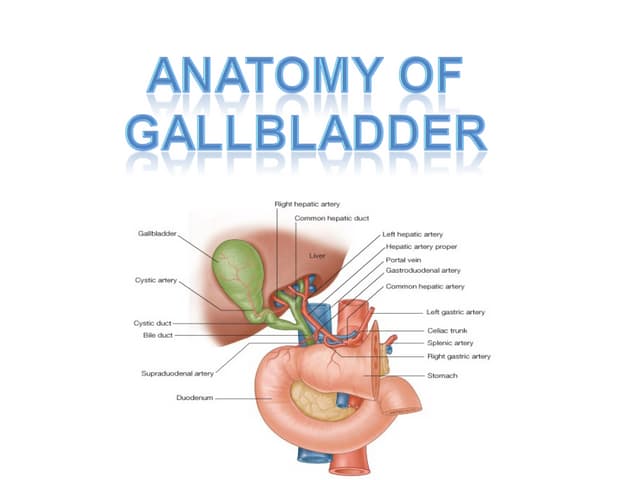Anatomy and physiology of biliary tree | PPTX