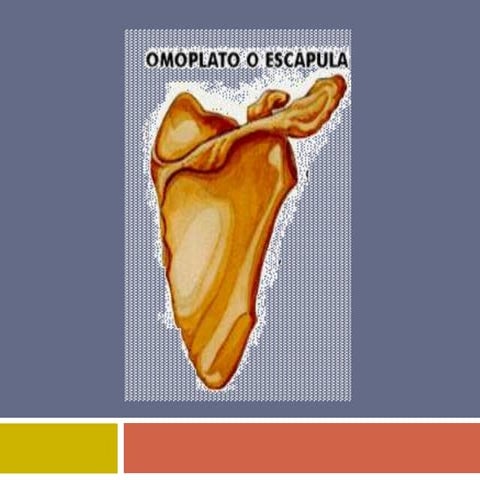 Omoplato Del Cuerpo Humano